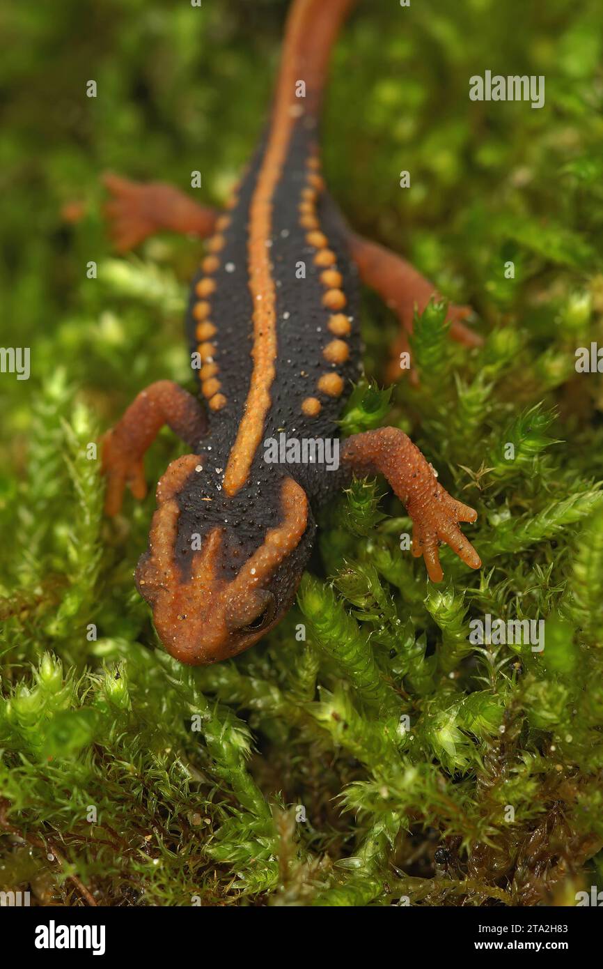 Natural closeup on a colorful orange juvenile Mandarin newt on green ...