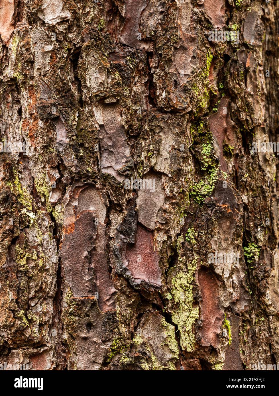 Vertical close up shot of an old rugged bark - pine tree. "Pinus ...