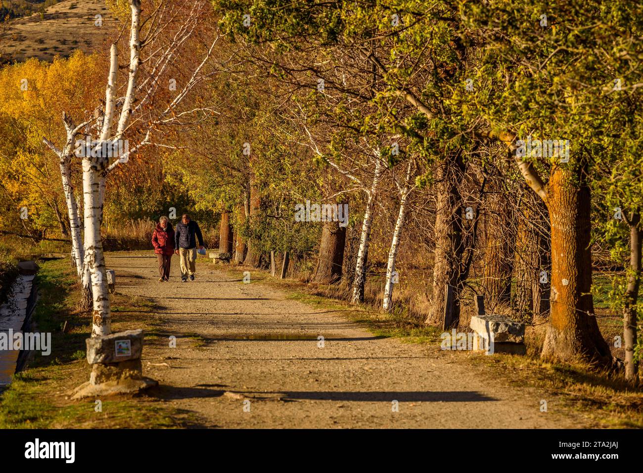 árbol de los enamorados hi-res stock photography and images - Alamy