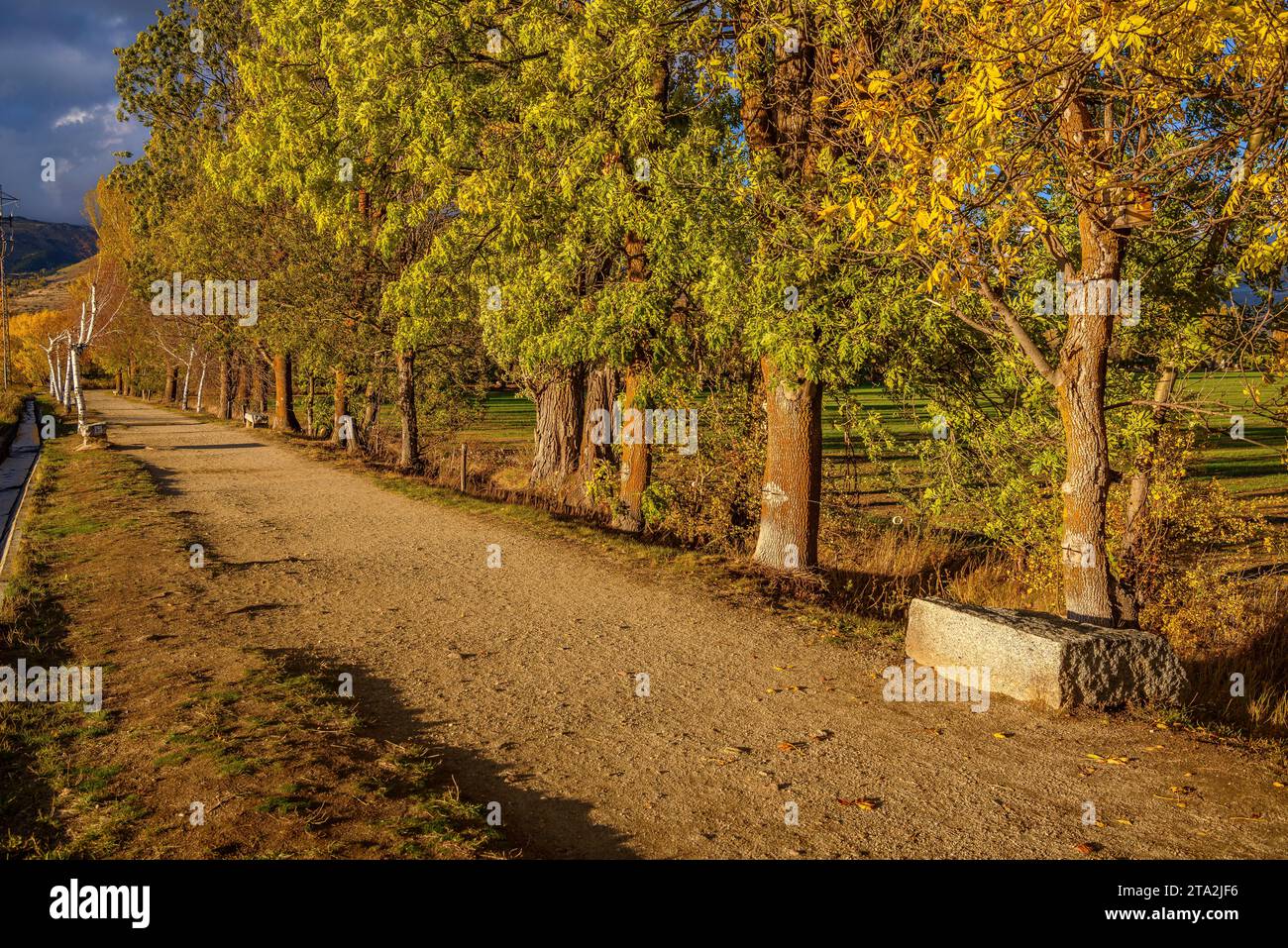 árbol de los enamorados hi-res stock photography and images - Alamy