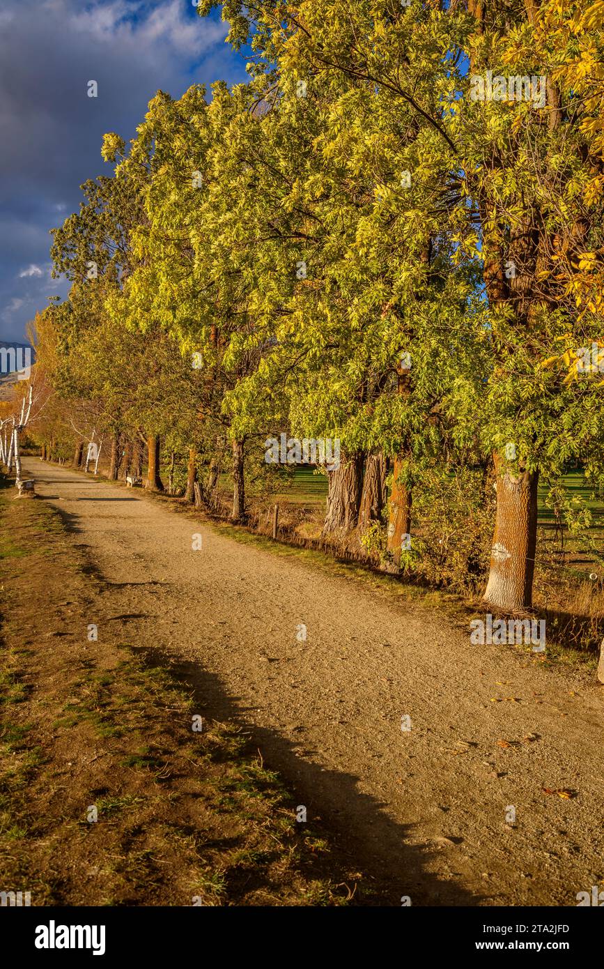 árbol de los enamorados hi-res stock photography and images - Alamy