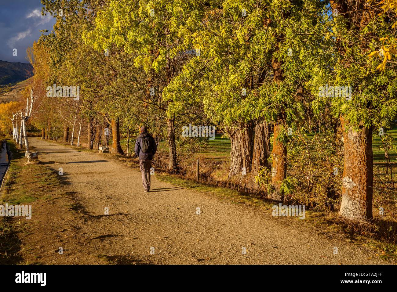 árbol de los enamorados hi-res stock photography and images - Alamy
