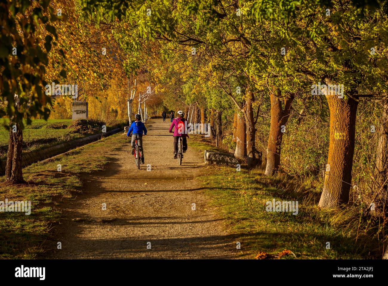 árbol de los enamorados hi-res stock photography and images - Alamy
