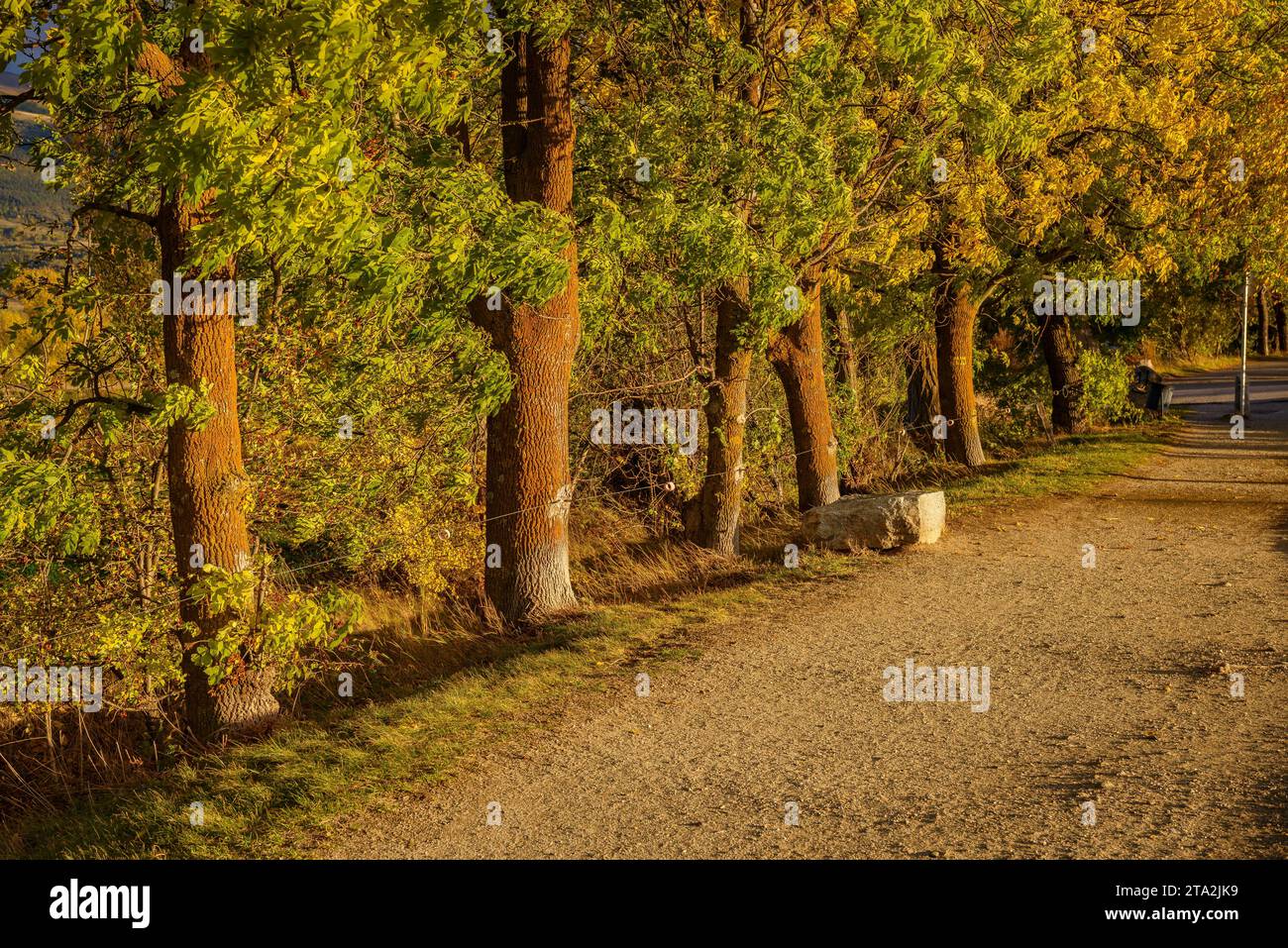árbol de los enamorados hi-res stock photography and images - Alamy