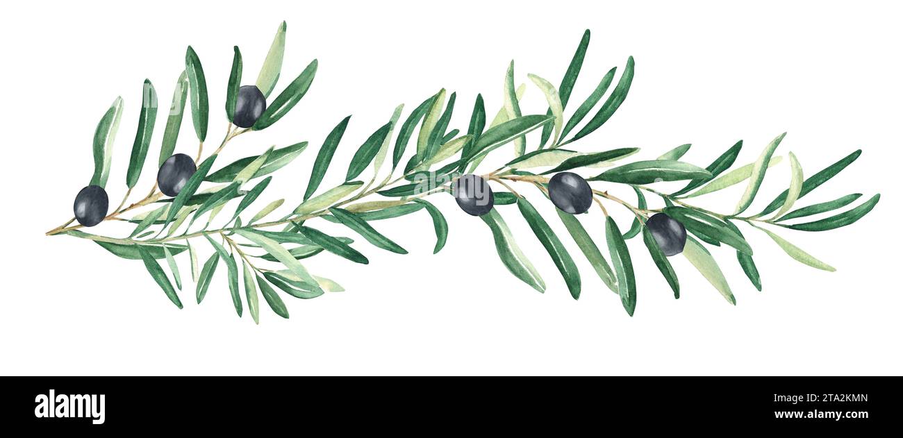 Olive branch with black olives isolated on white background. Watercolor ...