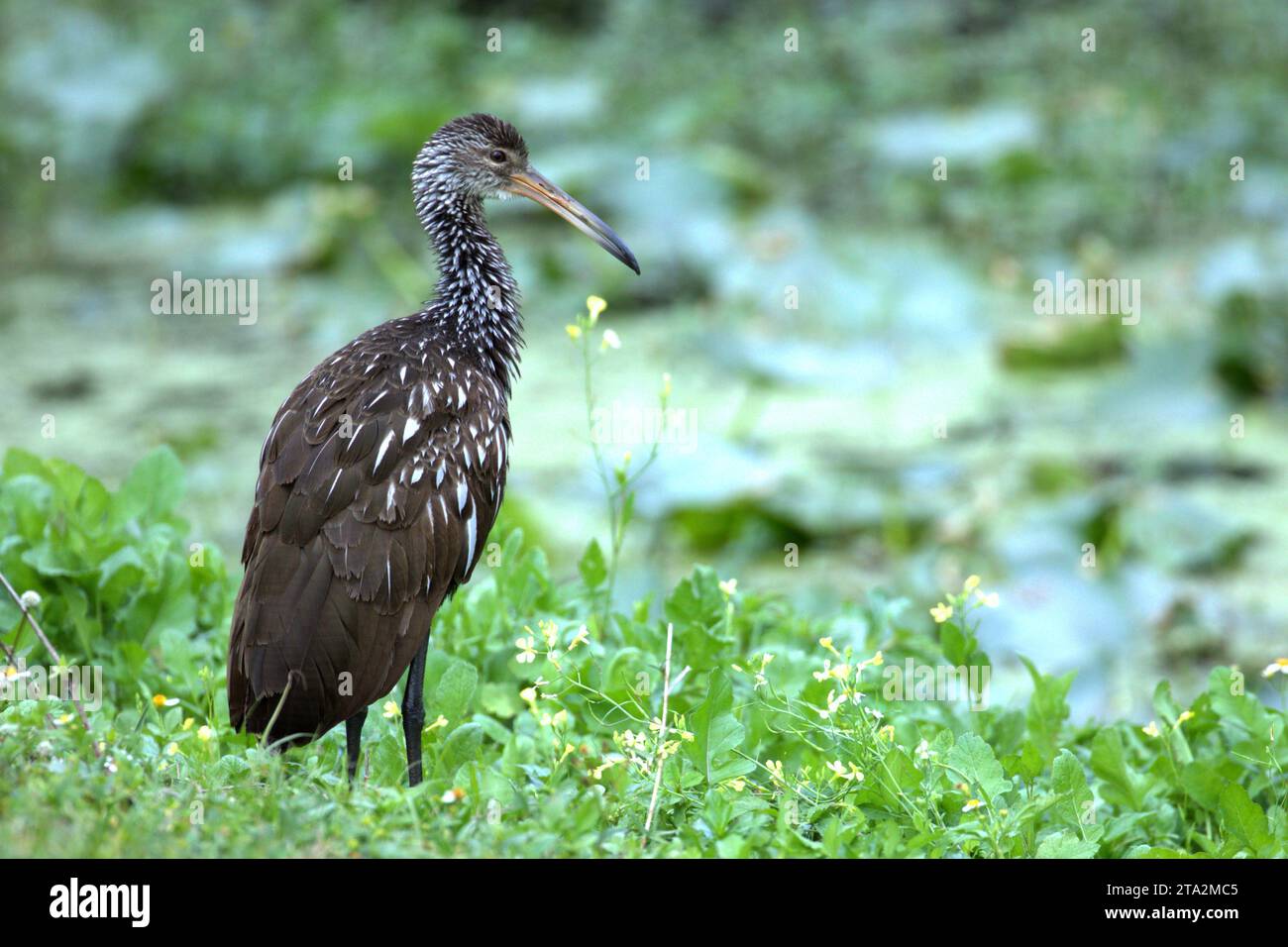 Limpkin standing hi-res stock photography and images - Alamy