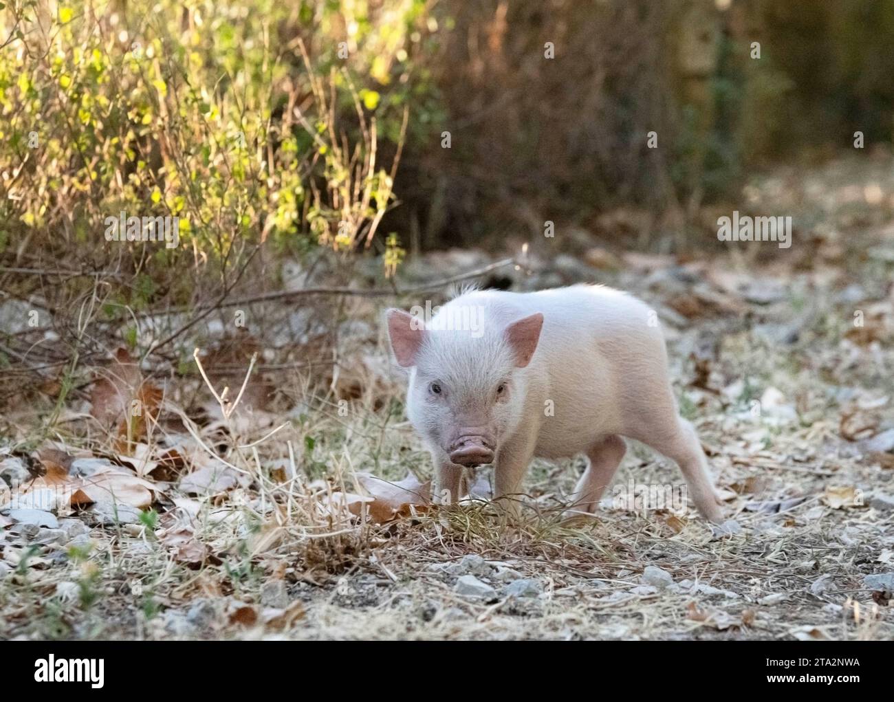 Pig walking hi-res stock photography and images - Alamy