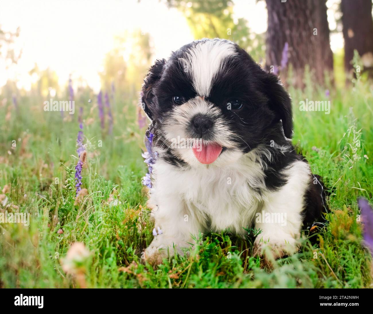puppy shih tzu in front of nature background Stock Photo - Alamy