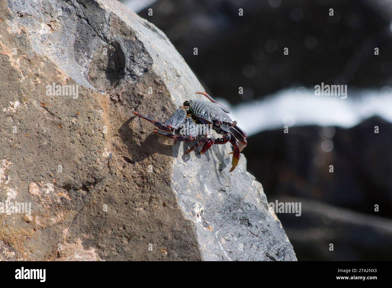 Cangrejos de marisco hi-res stock photography and images - Alamy