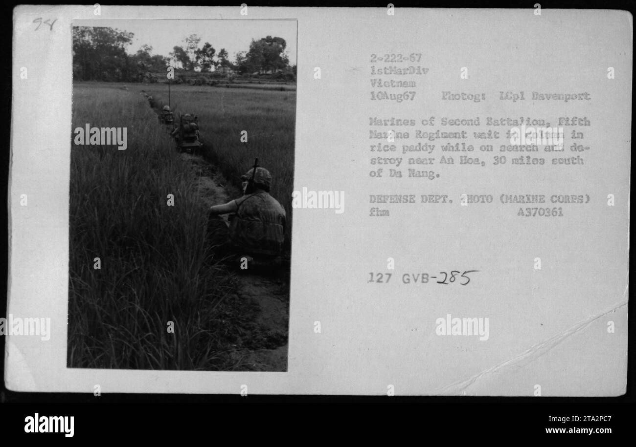 Marines from the Second Battalion, Fifth Marine Regiment wait in a rice ...