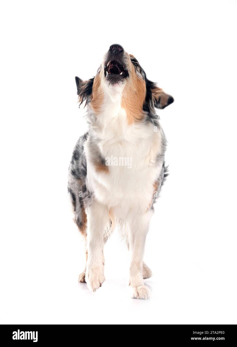 australian shepherd in front of white background Stock Photo - Alamy