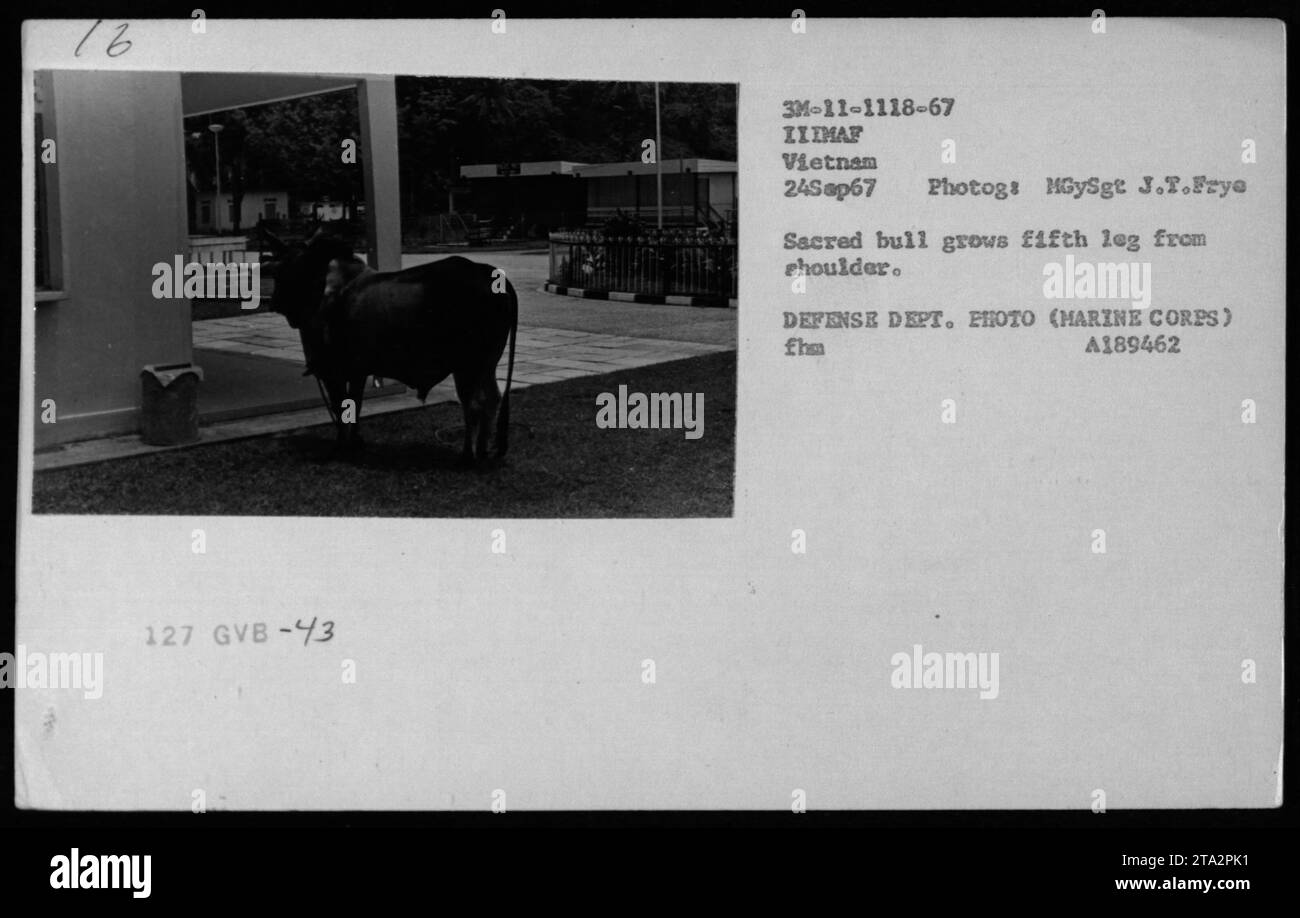 Five legged bull hi-res stock photography and images - Alamy