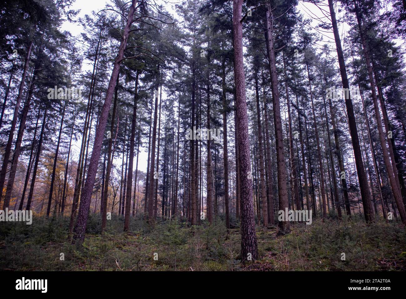 Multiple pine trees hi-res stock photography and images - Alamy
