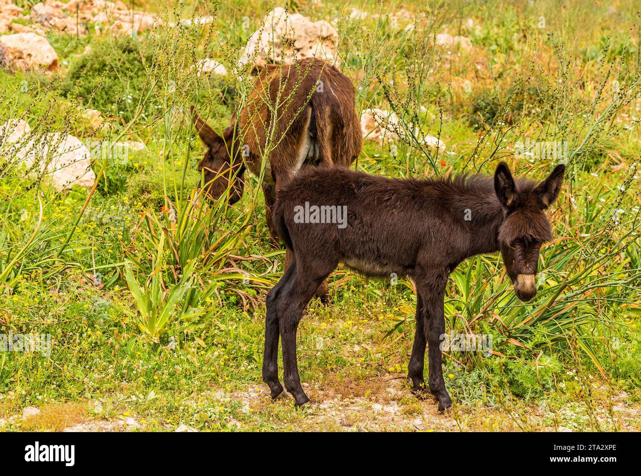 Wild Karpass donkeys roam freely on the Karpass Peninsula, Northern ...
