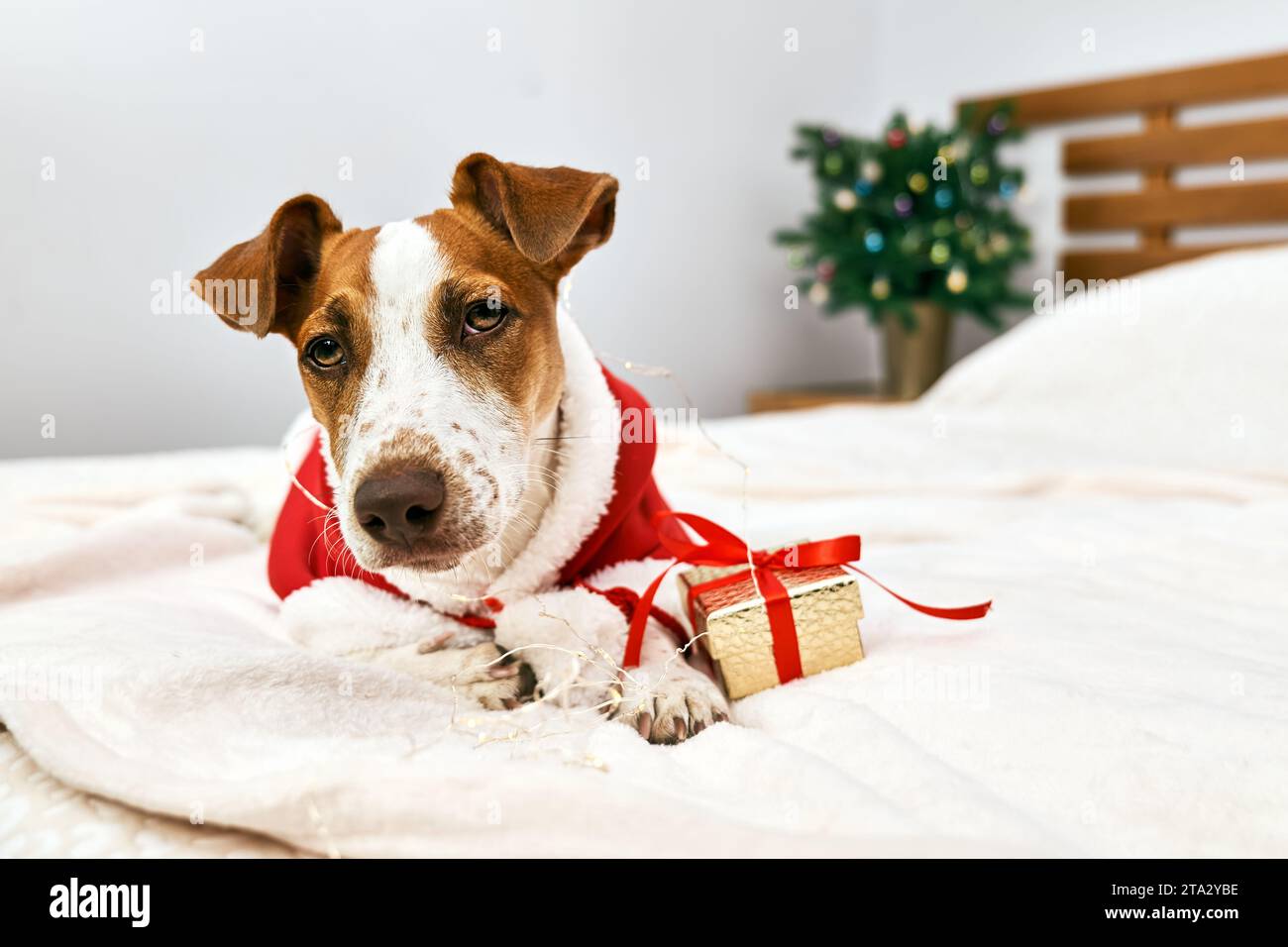 Funny Jack Russell Terrier wearing red Santa Claus costume prepares for ...