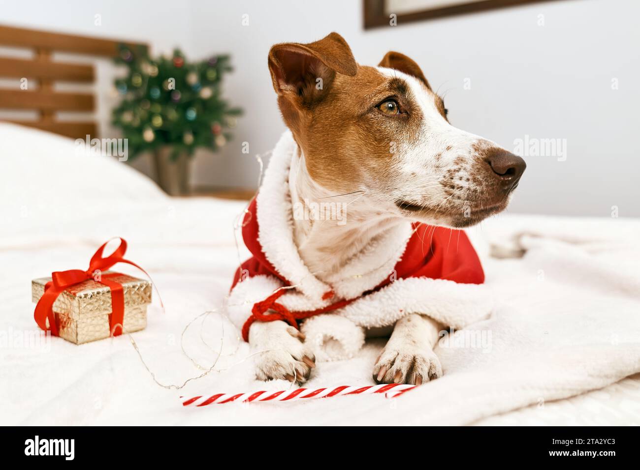 Funny Jack Russell Terrier wearing red Santa Claus costume prepares for ...