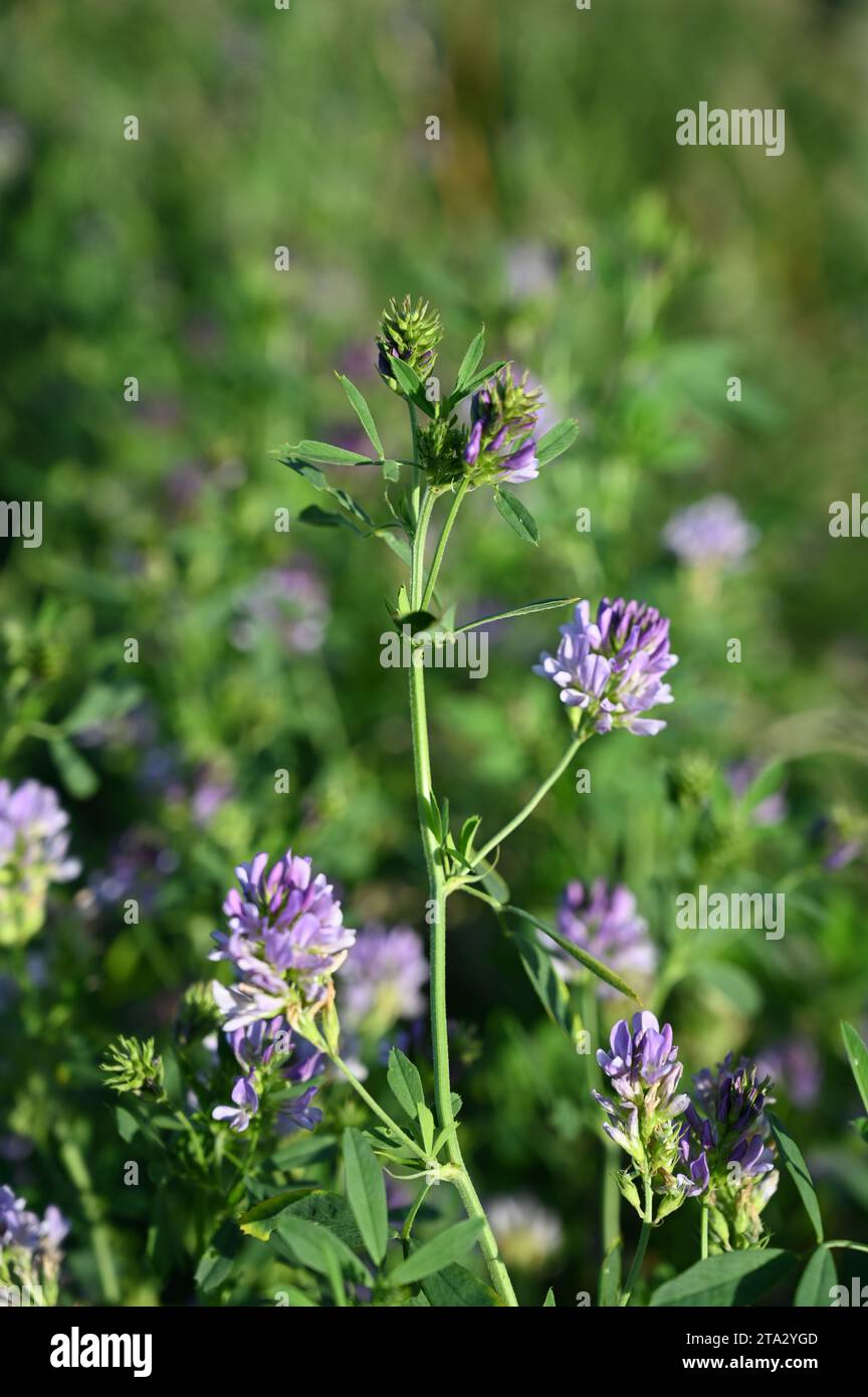 Spring hedgerow flowers hi-res stock photography and images - Alamy