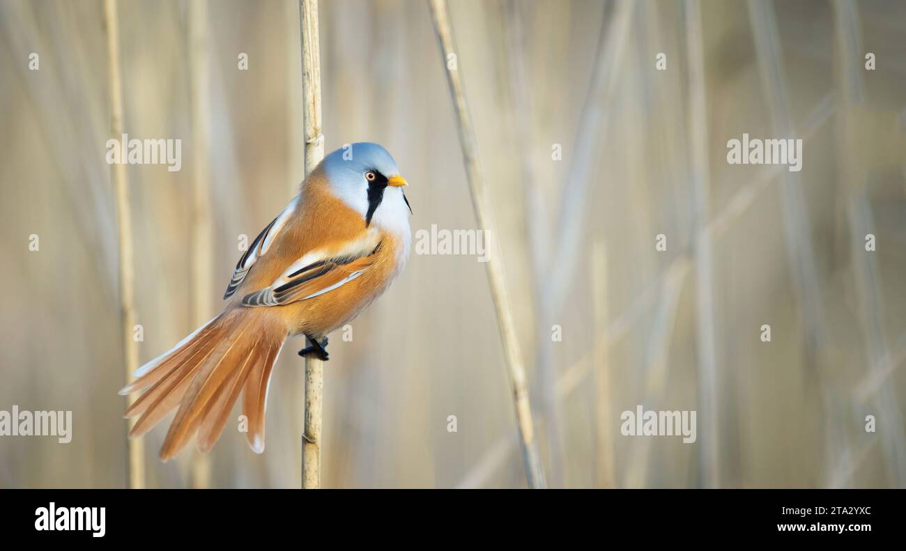 Beautiful nature scene with Bearded Parrotbill Panurus , the best photo ...