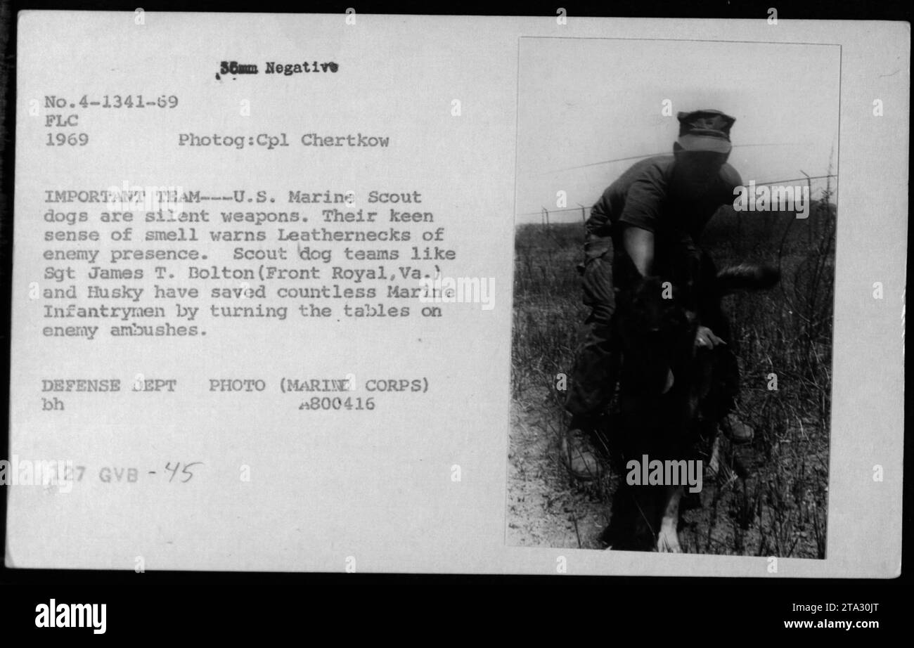 Sgt James T. Bolton and scout dog Husky detect enemy ambushes during ...
