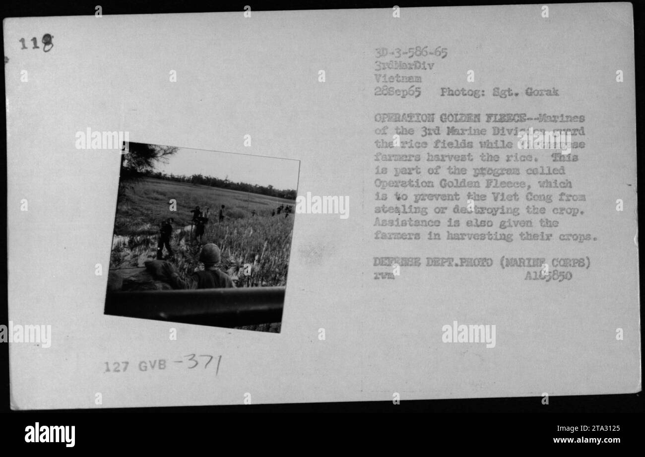 Marines of the 3rd Marine Division guard rice fields while Vietnamese ...