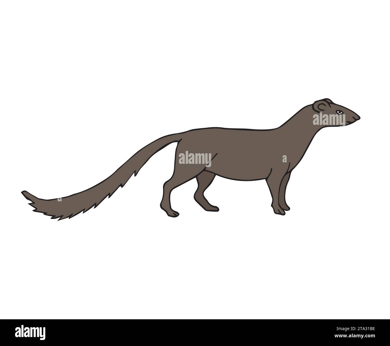 Vector hand drawn doodle sketch colored mongoose isolated on white ...