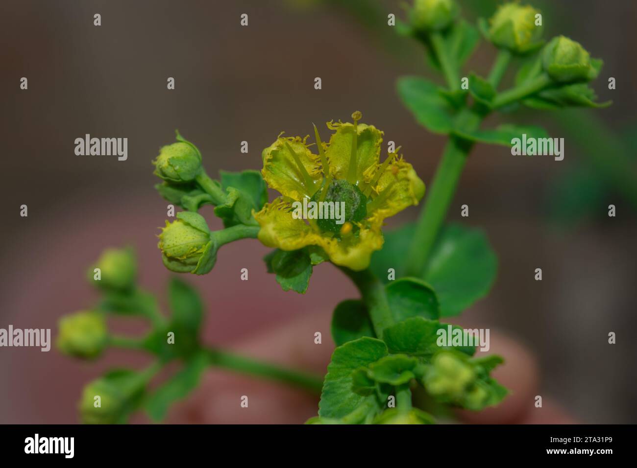 Magic Garden: The Rue Flower as the Protagonist Stock Photo - Alamy