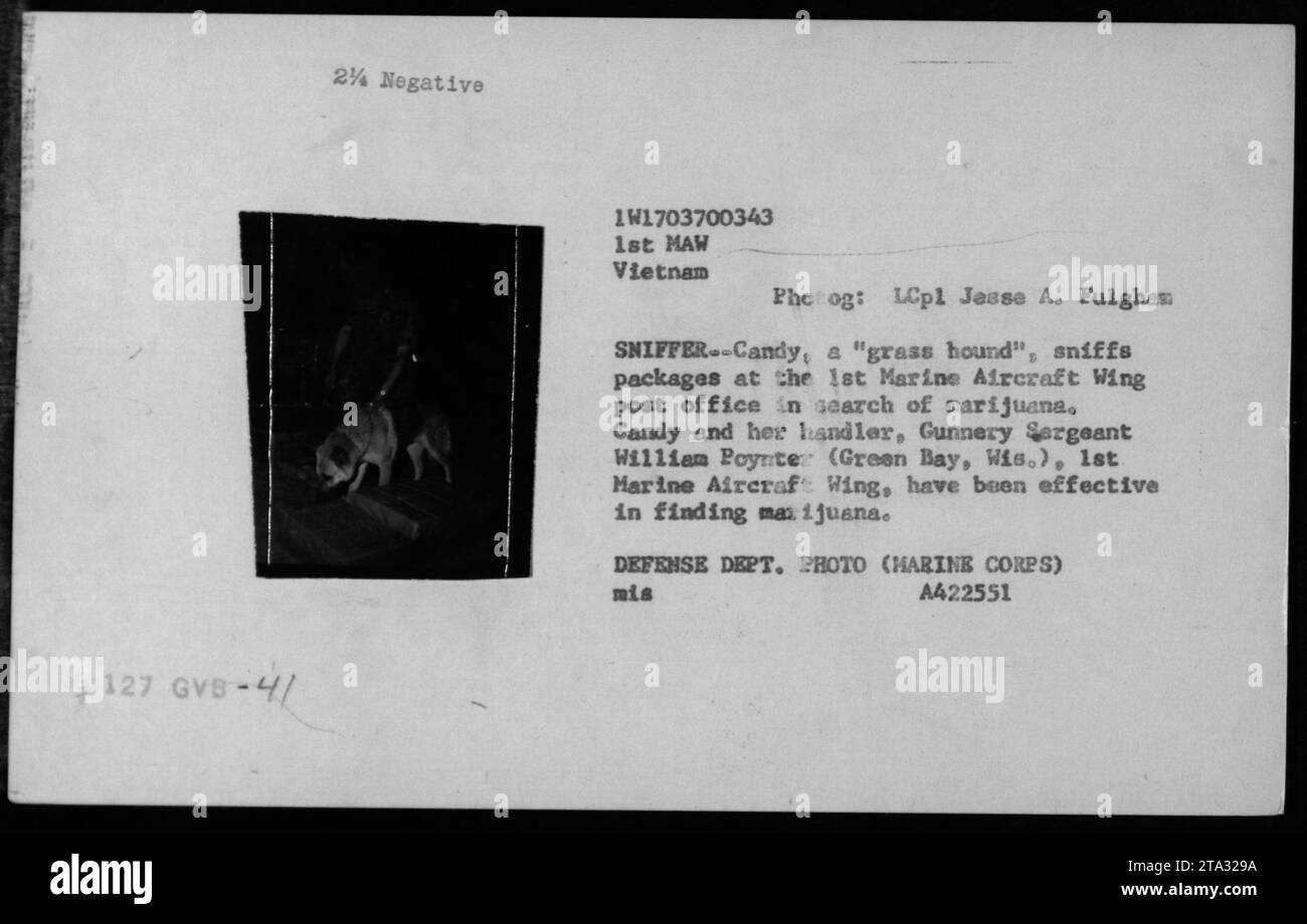 Drug detection dog Candy, a 'grass hound', works with handler Gunnery ...