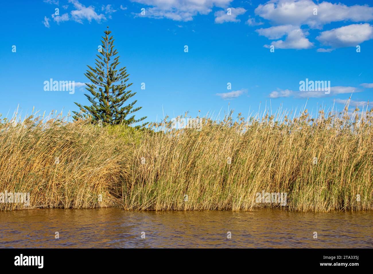A sunny day at Spain's Lake Albufera overlooking reeds and a single ...