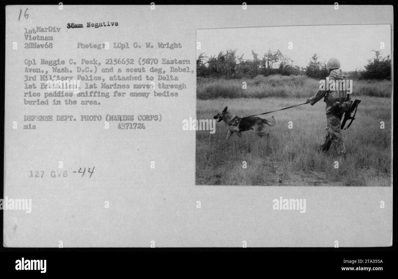 A scout dog named Rebel, attached to Delta 1st Battalion, 3rd Marine ...