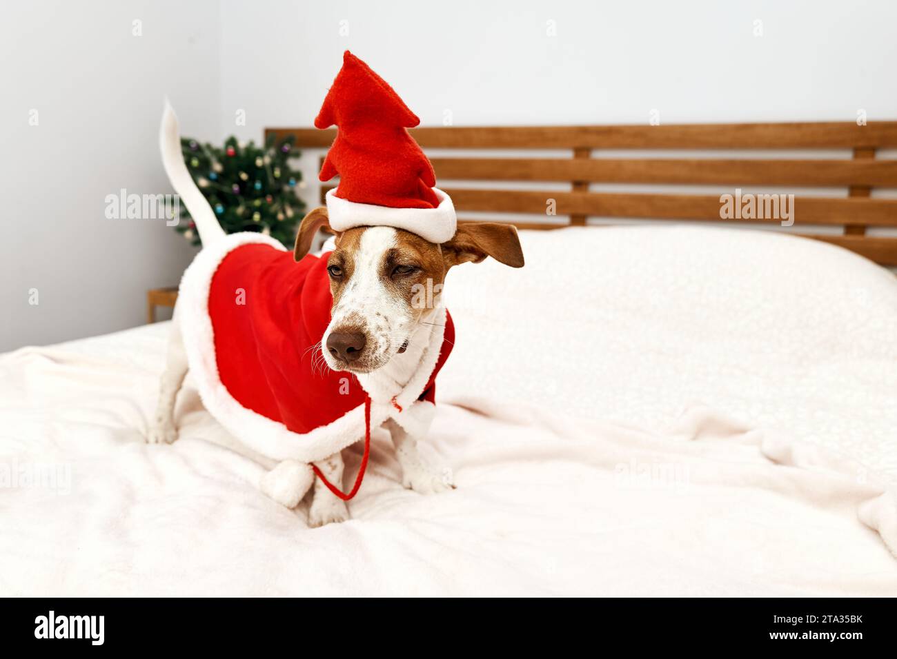 Funny Jack Russell Terrier wearing Santa Claus costume and red hat a ...