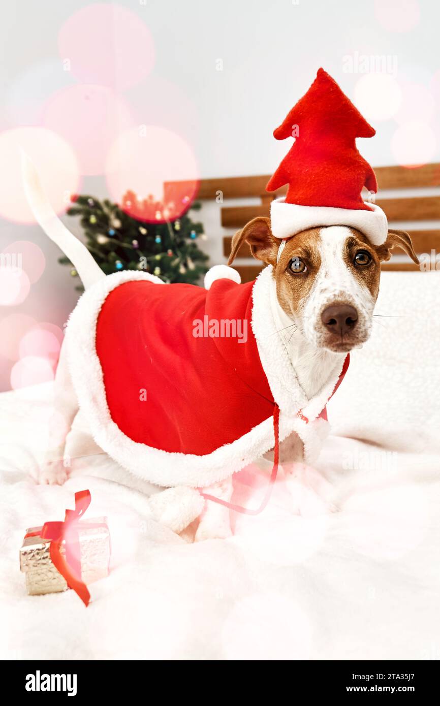 Funny Jack Russell Terrier wearing red Santa Claus costume prepares for ...