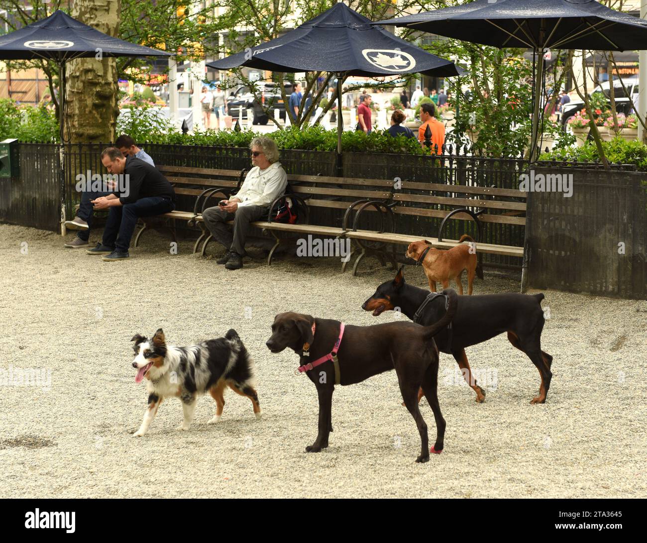New York, USA - May 30, 2018: People walking dogs at Madison Square Dog ...