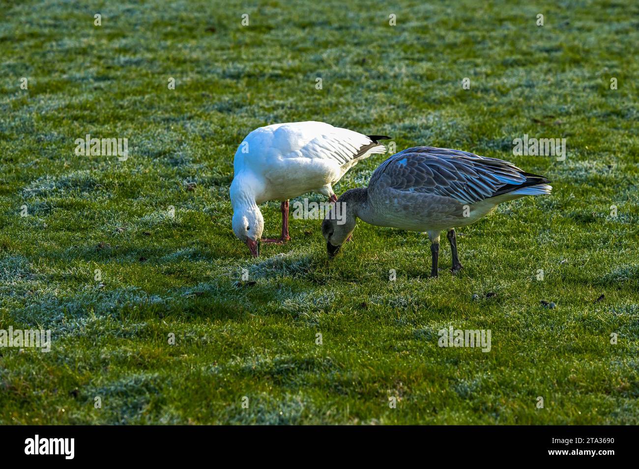 Snow geese, Deer Lake Park, Burnaby, British Columbia, Canada Stock ...