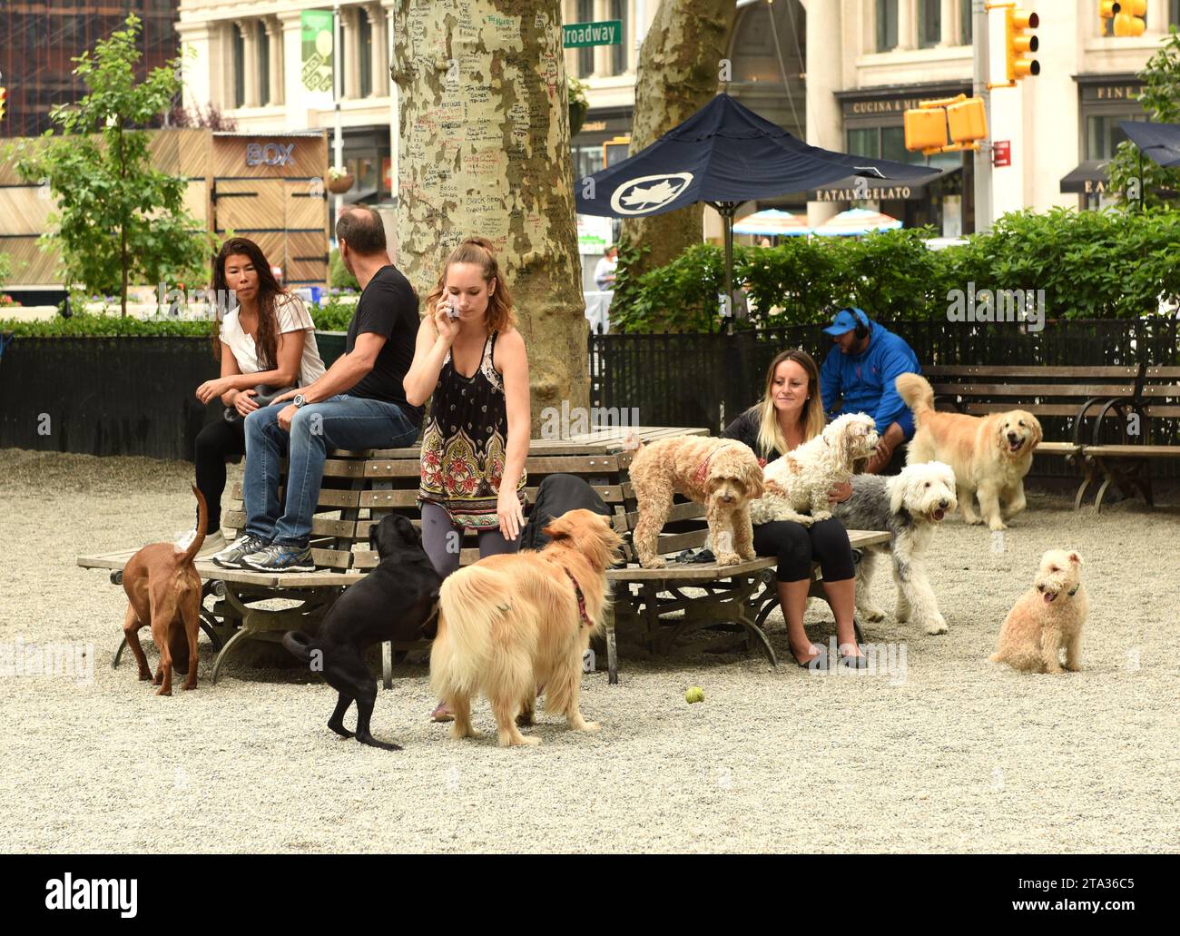 New York, USA - May 30, 2018: People walking dogs at Madison Square Dog ...