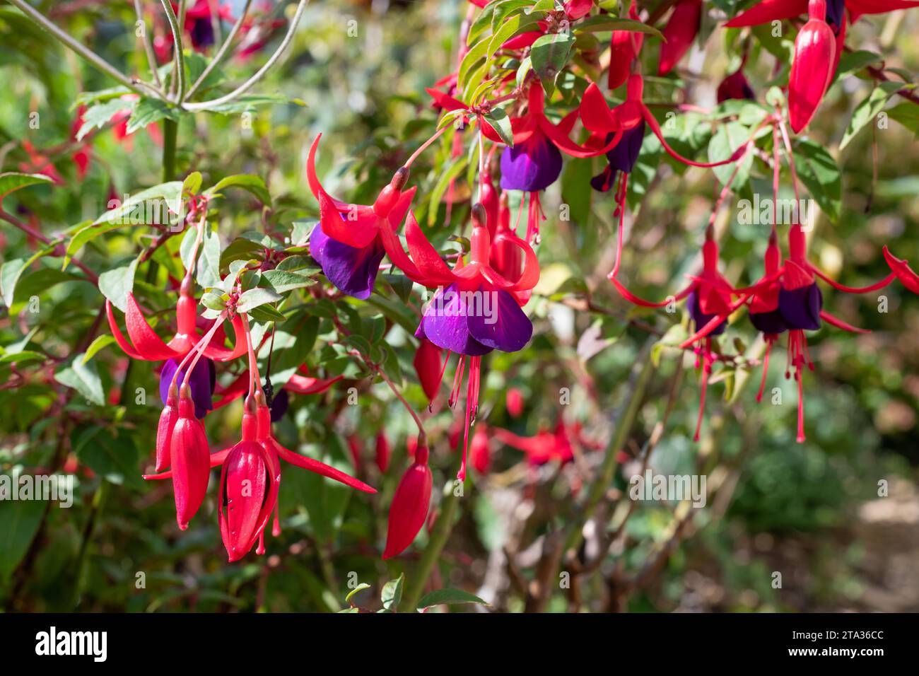 Close up of red and purple fuchsias in bloom Stock Photo - Alamy
