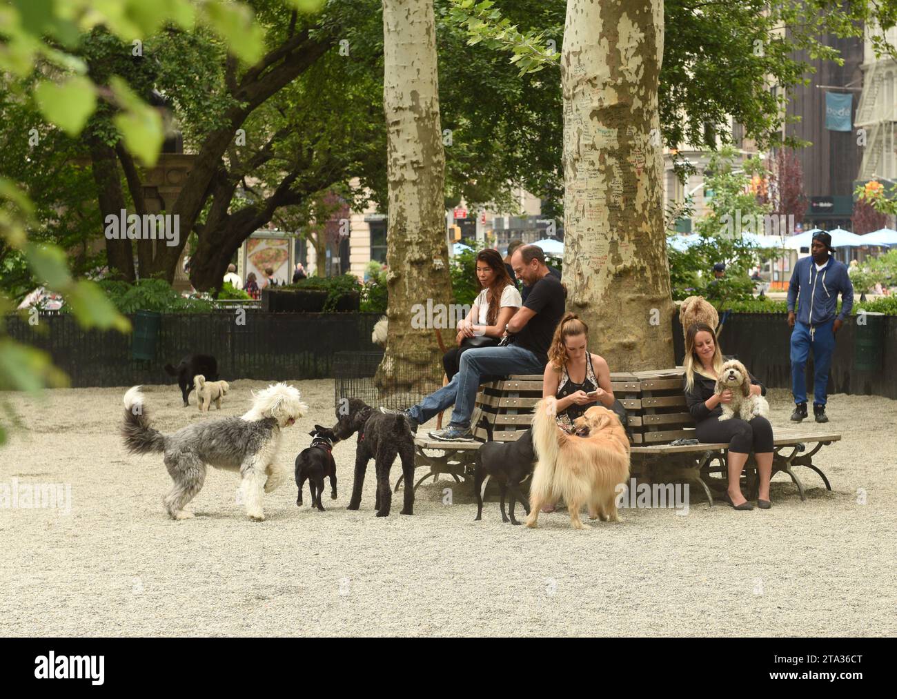 New York, USA - May 30, 2018: People walking dogs at Madison Square Dog ...