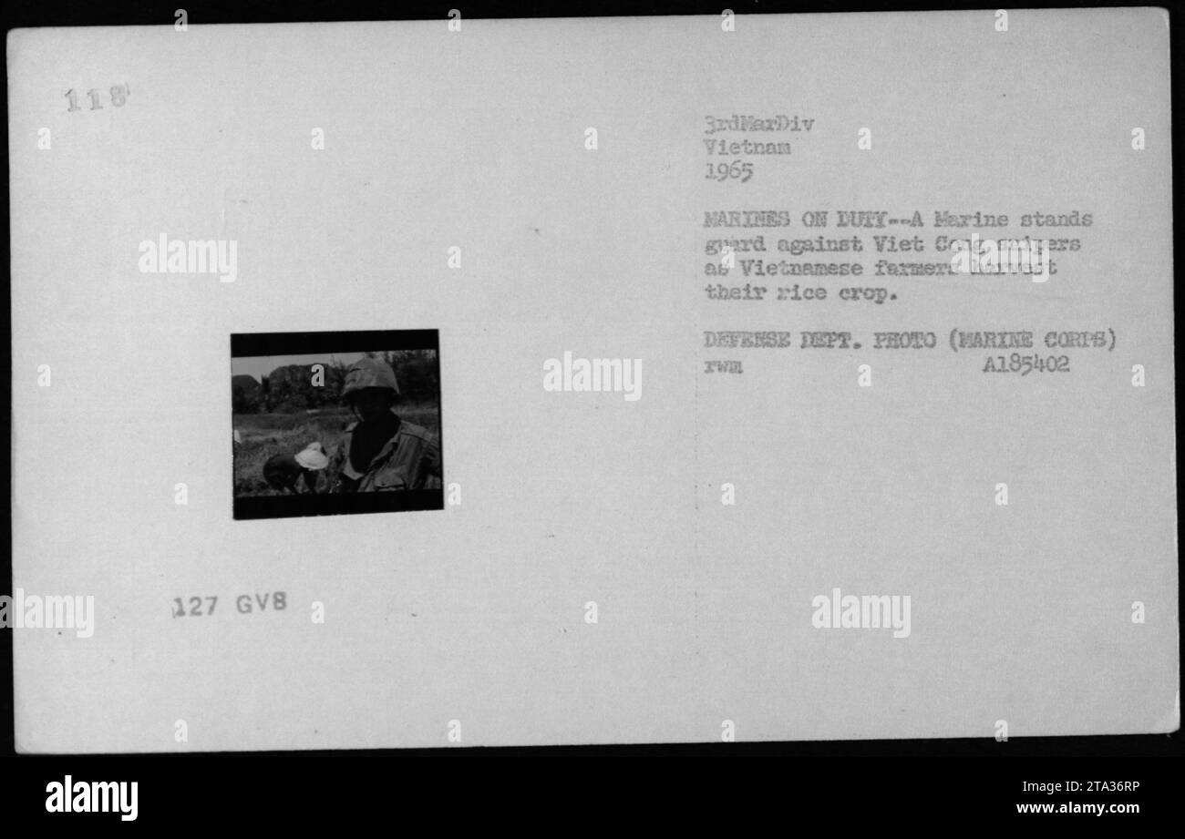 Marines guard against Viet Cong snipers while Vietnamese farmers ...