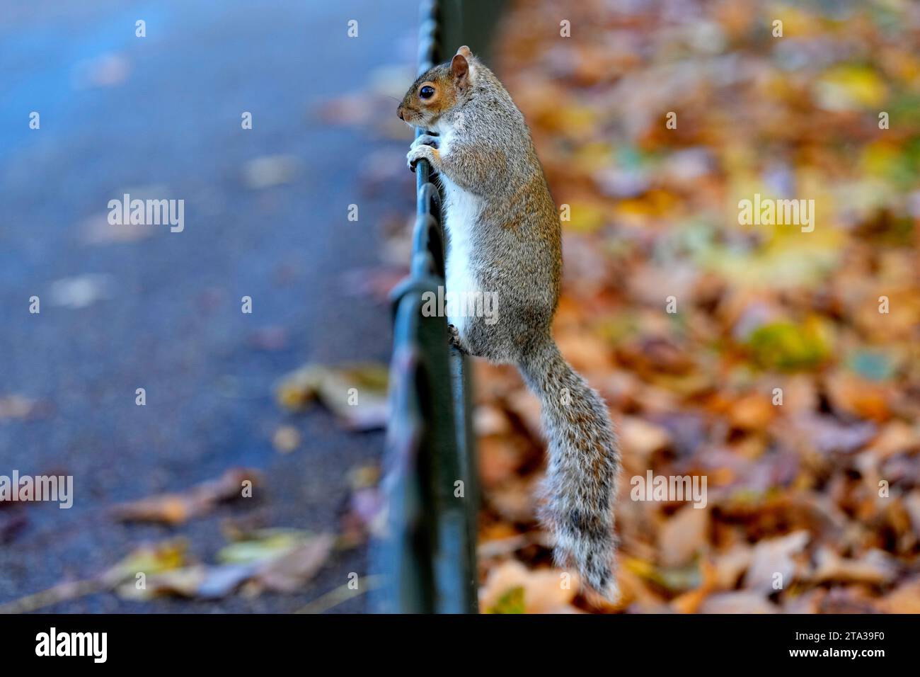 A grey squirrel looks over a railing in St James's Park in London ...