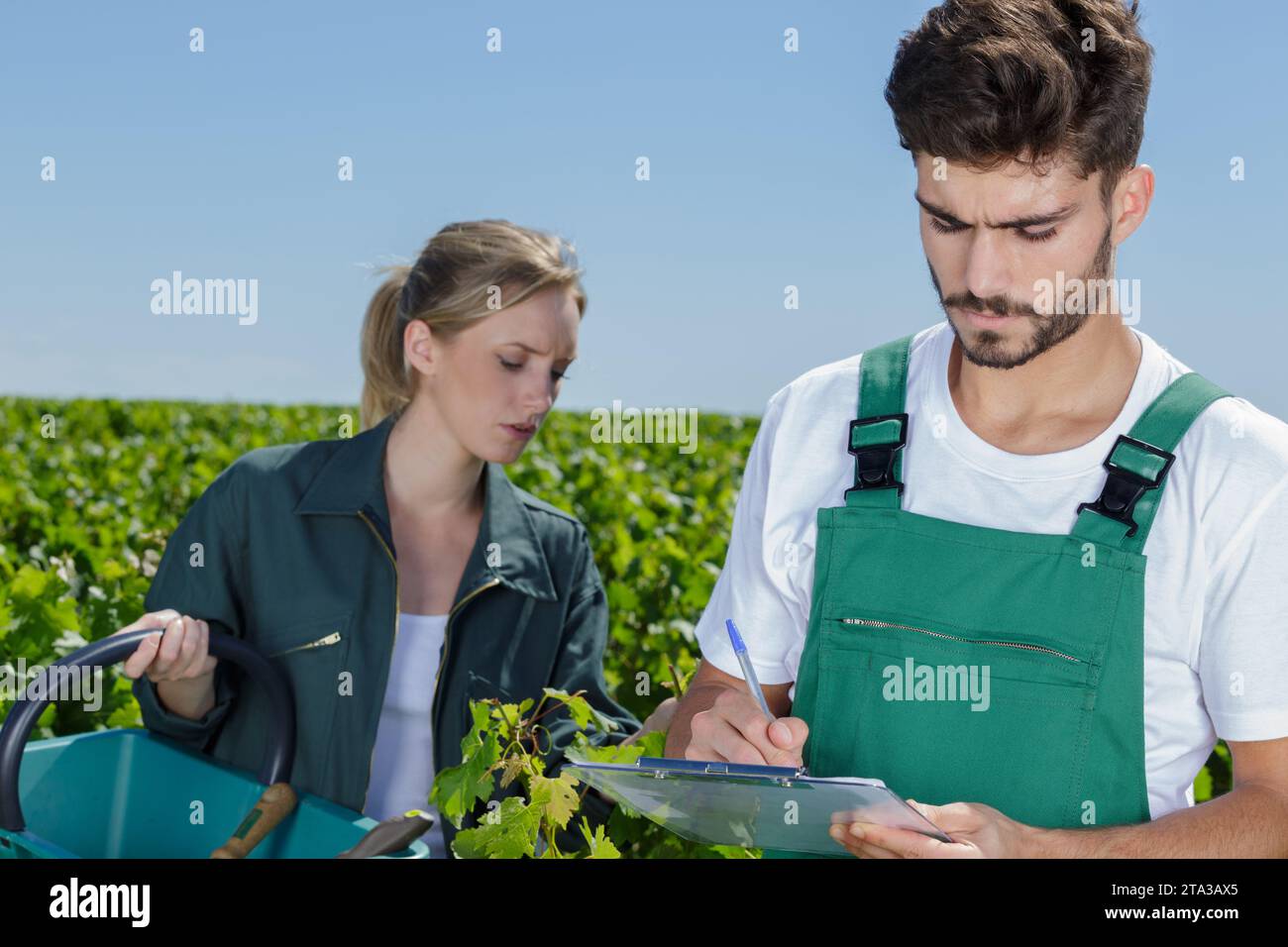 gardeners standing among grapes trees Stock Photo - Alamy