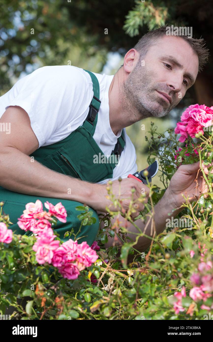 male worker hand cutting flowers in drawer in garden Stock Photo - Alamy