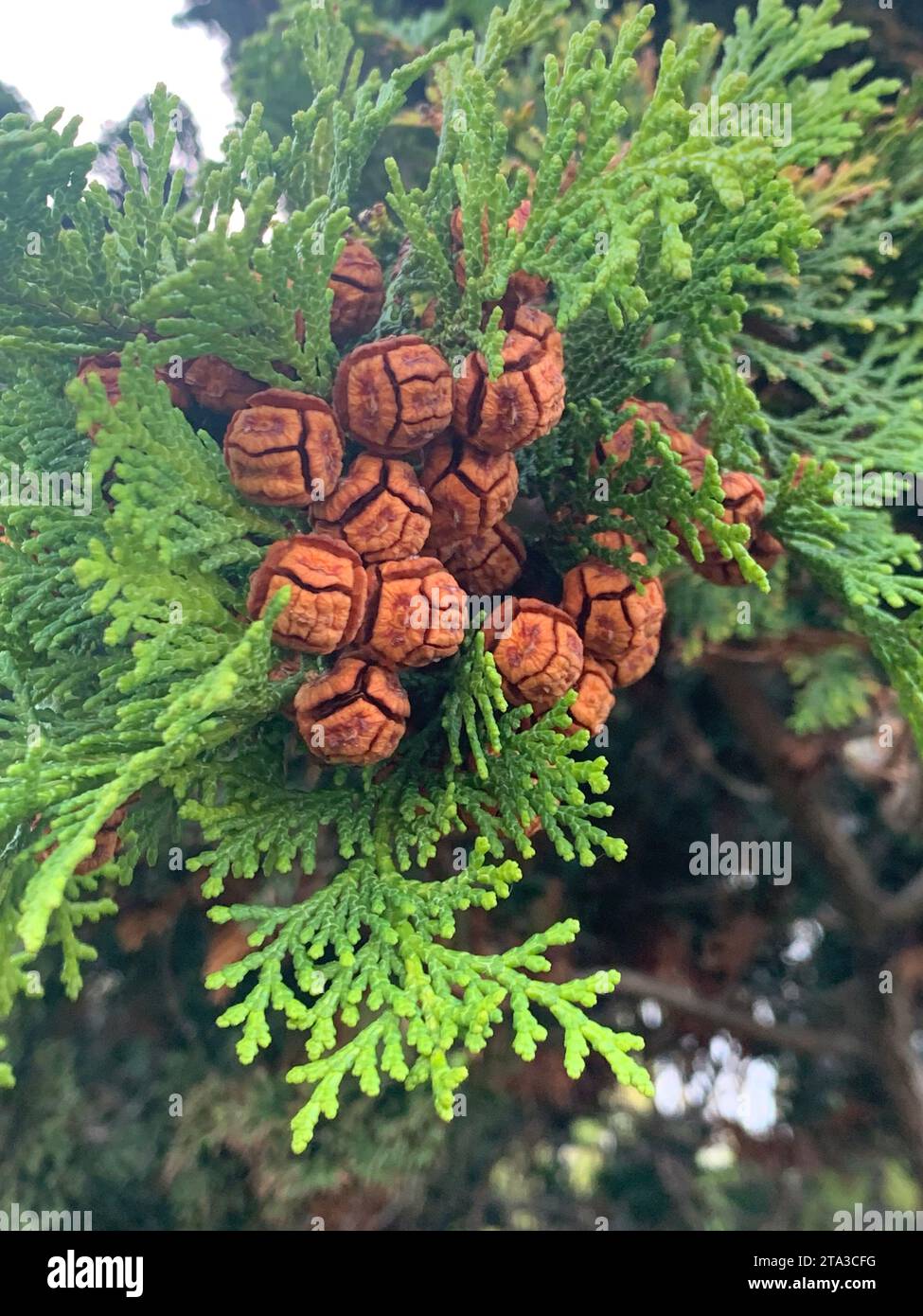 A close-up shot of a cluster of green pine cones situated on a leafy ...