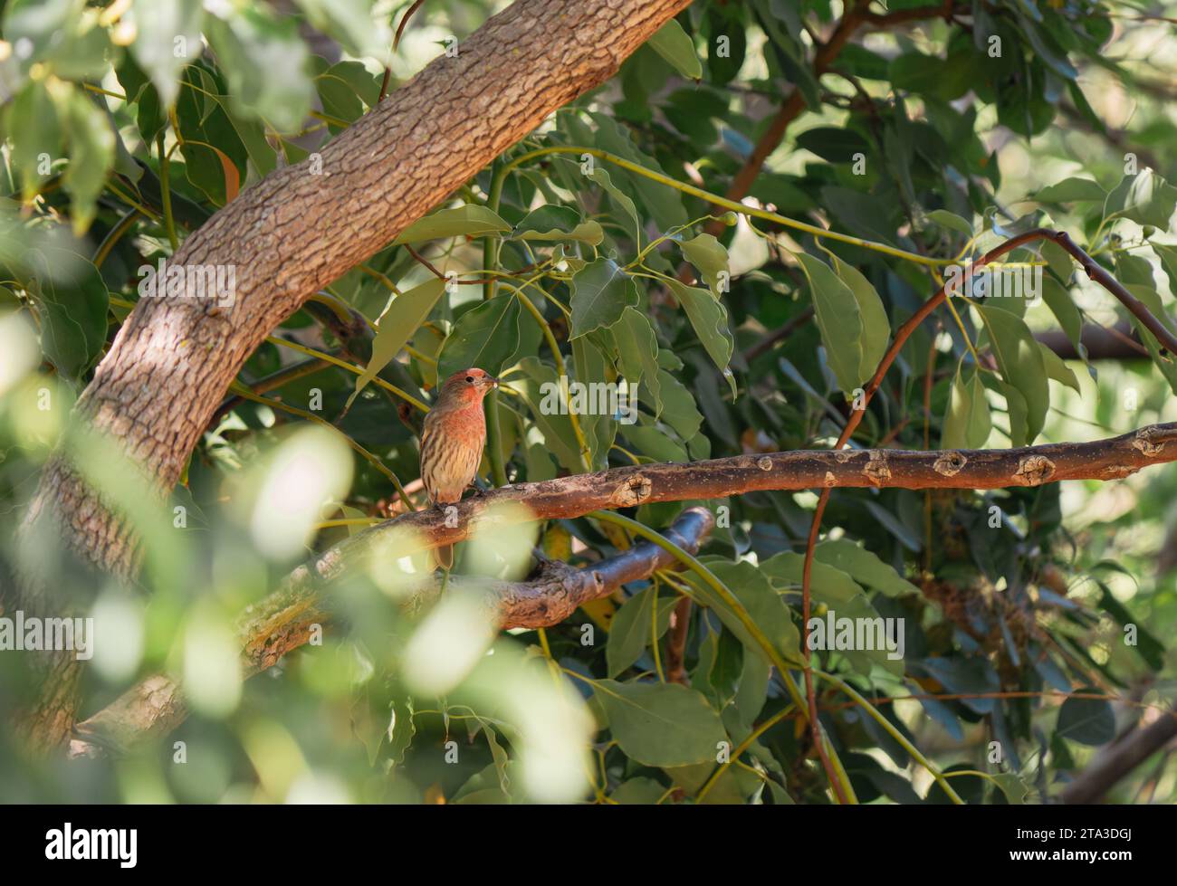 A colorful avian perched on a dead tree limb in a forest setting Stock ...