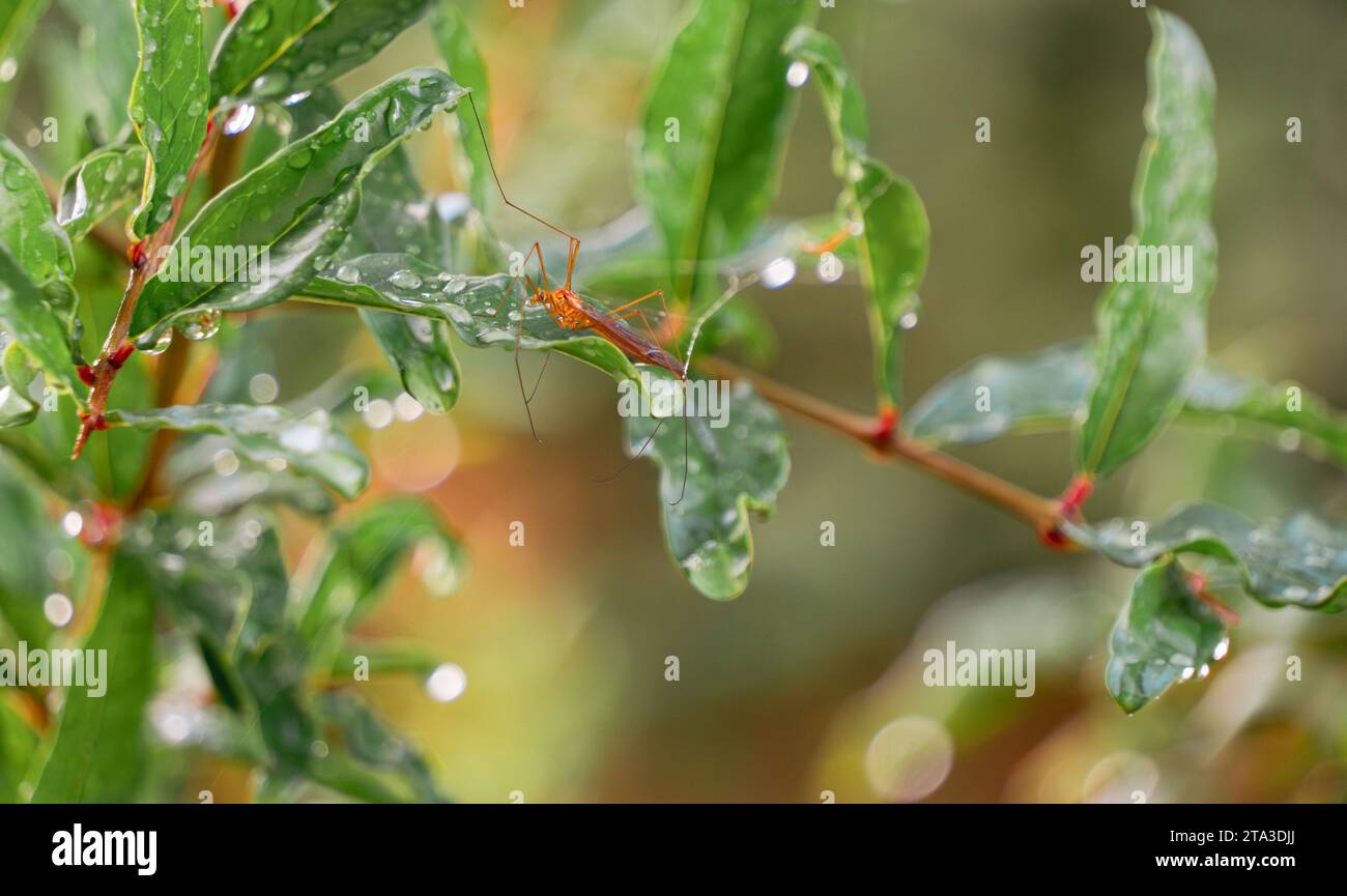 A close up of a green tree branch with multiple water droplets suspended from it, with tiny red ...