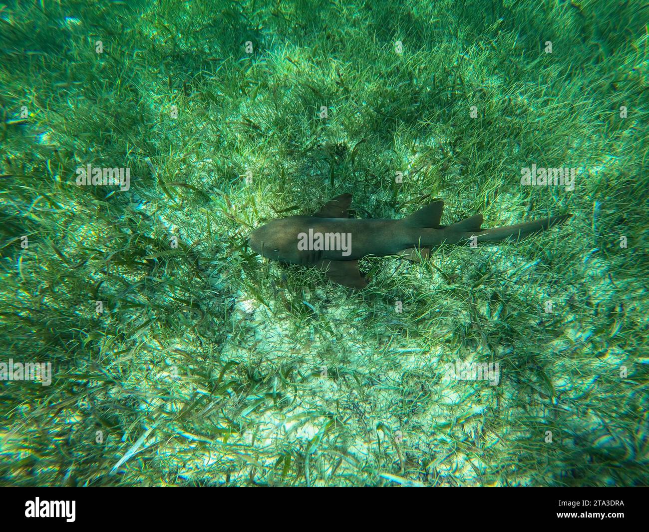A large shark gliding through a seagrass bed in the shallow waters of ...