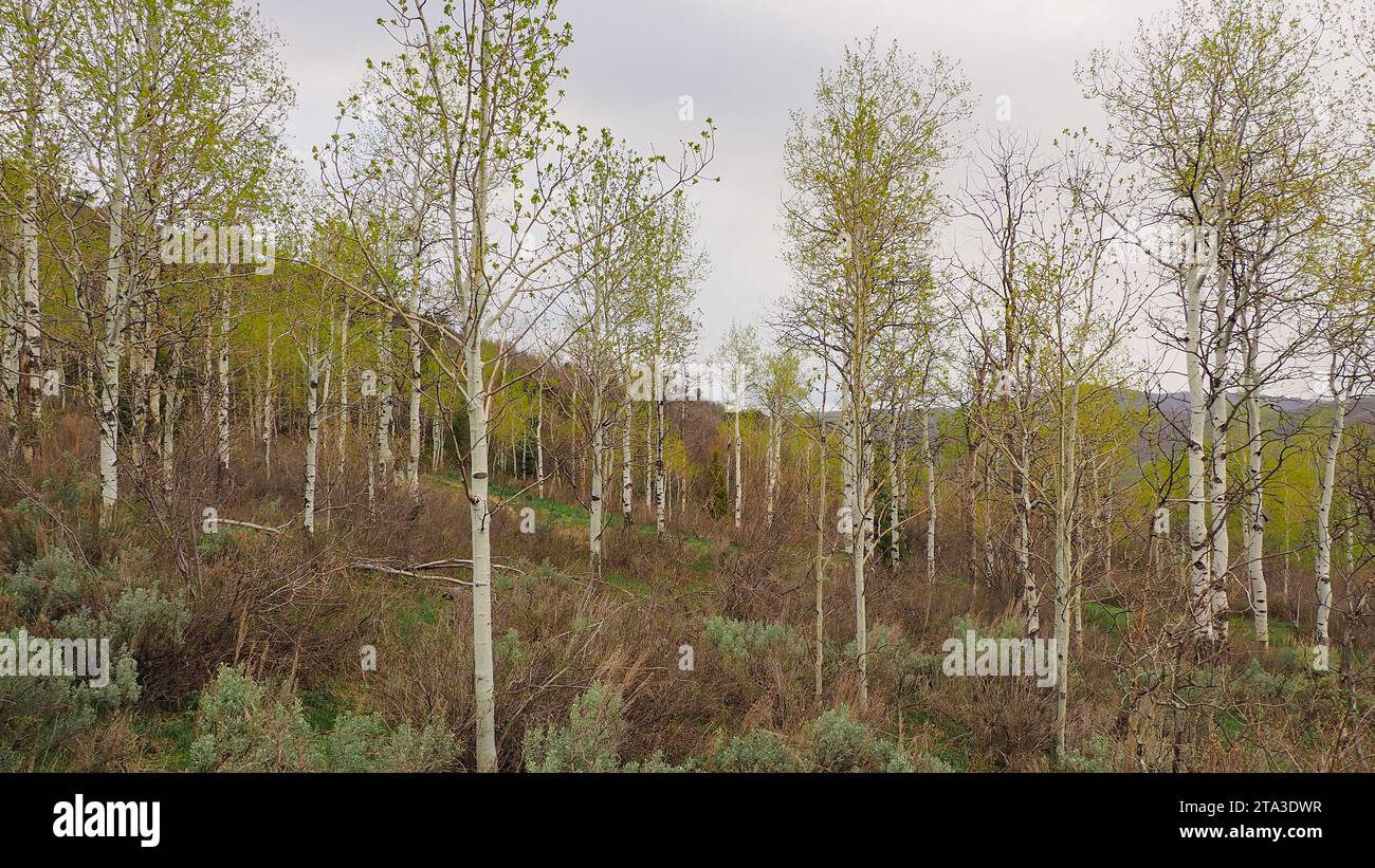 A picturesque landscape featuring a rolling hillside covered with lush ...