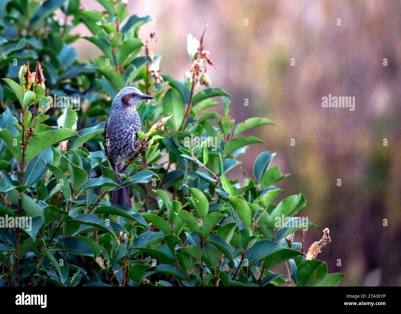 Enchanting image of the Brown-eared Bulbul (Ixos amaurotis), a ...