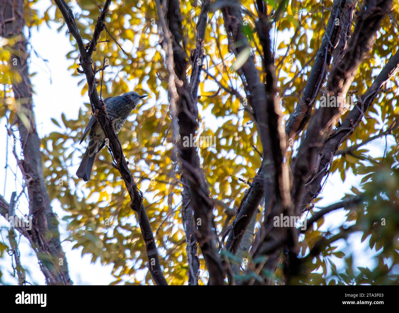Enchanting image of the Brown-eared Bulbul (Ixos amaurotis), a ...