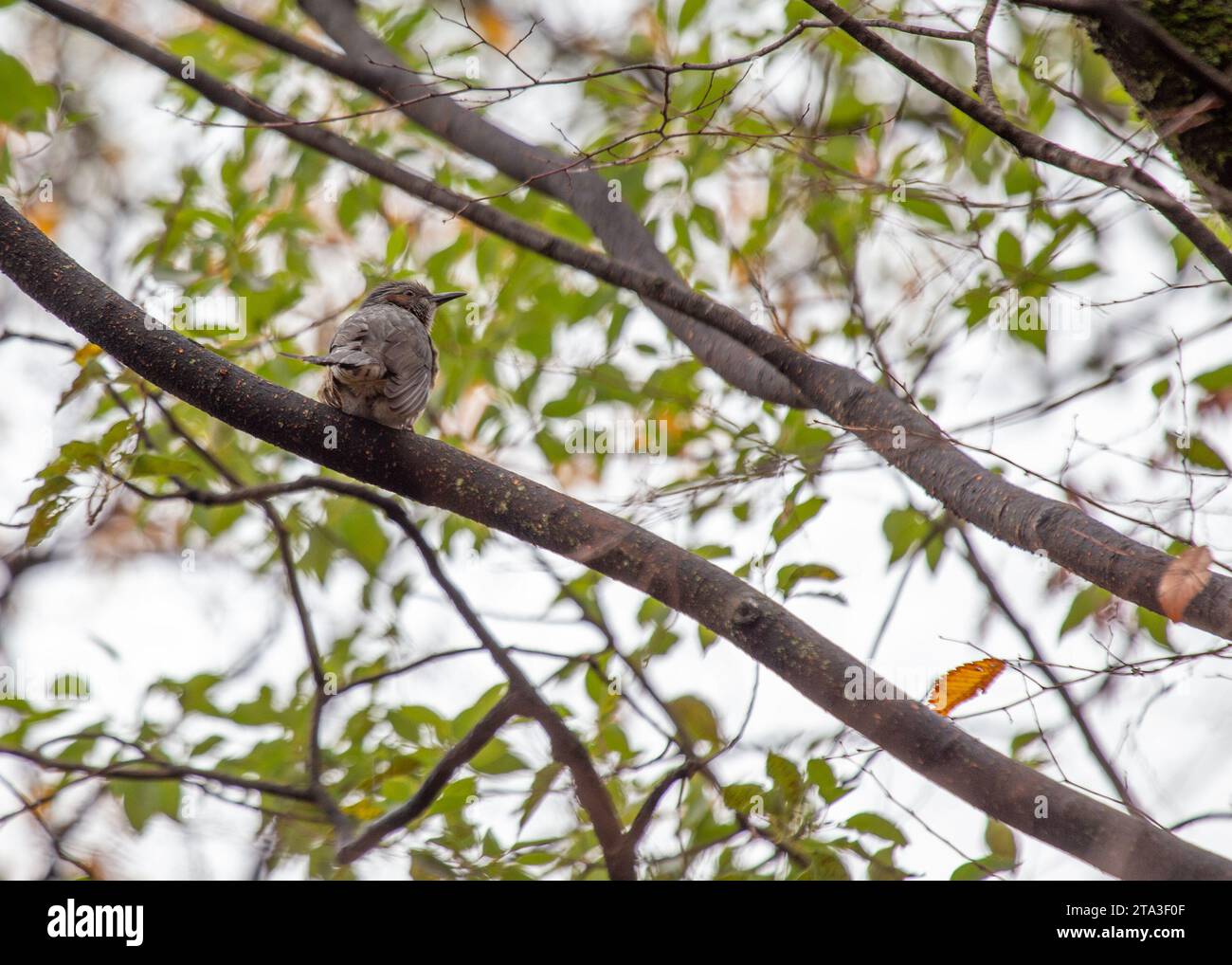 Enchanting image of the Brown-eared Bulbul (Ixos amaurotis), a ...