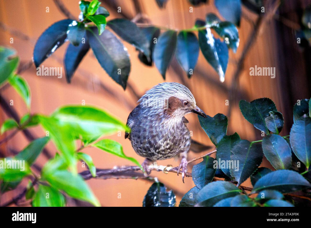 Enchanting image of the Brown-eared Bulbul (Ixos amaurotis), a ...