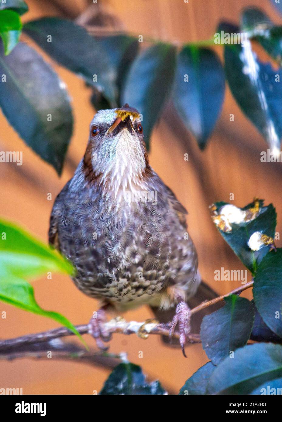 Enchanting image of the Brown-eared Bulbul (Ixos amaurotis), a ...